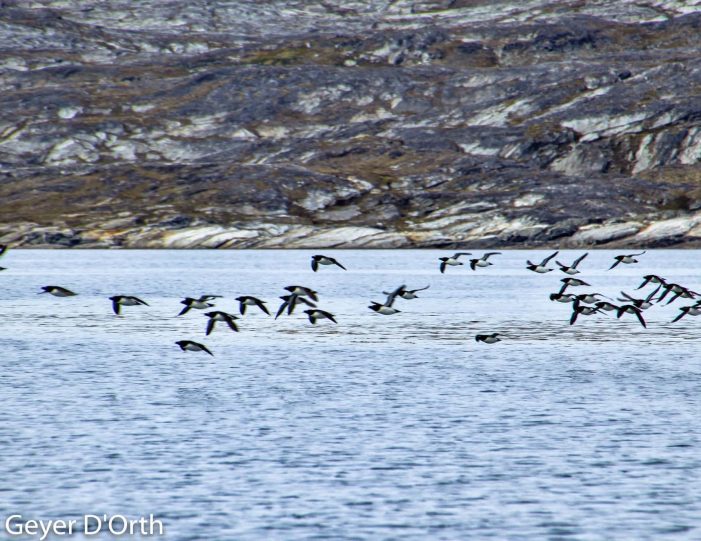 Puffin Safari | Nuuk | Guide to Greenland