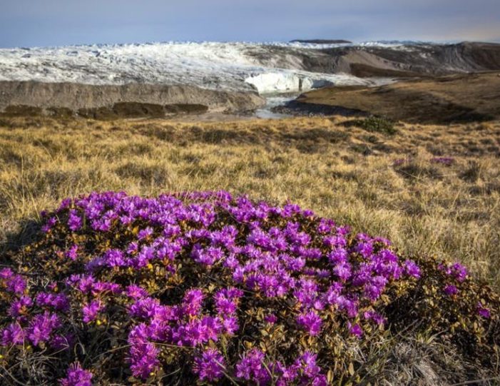 Tundra og Dyreliv | Kangerlussuaq | Vest Grønland | Guide to Greenland